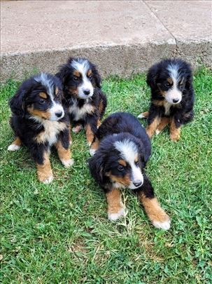 Prodaja pasa i psi na poklon Bernski planinski pas | Halo oglasi