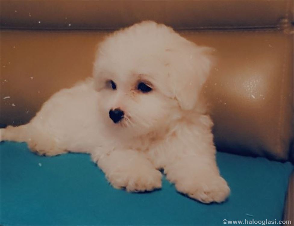 Kovrdžavi bišon, štene | Halo Oglasi