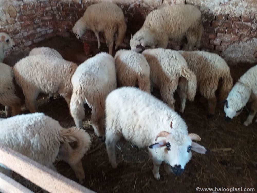 Umaticene Sjenicka jagnjad | Halo Oglasi