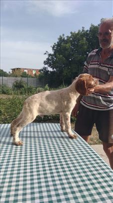 Prodaja pasa i psi na poklon Epanjel breton | Halo oglasi