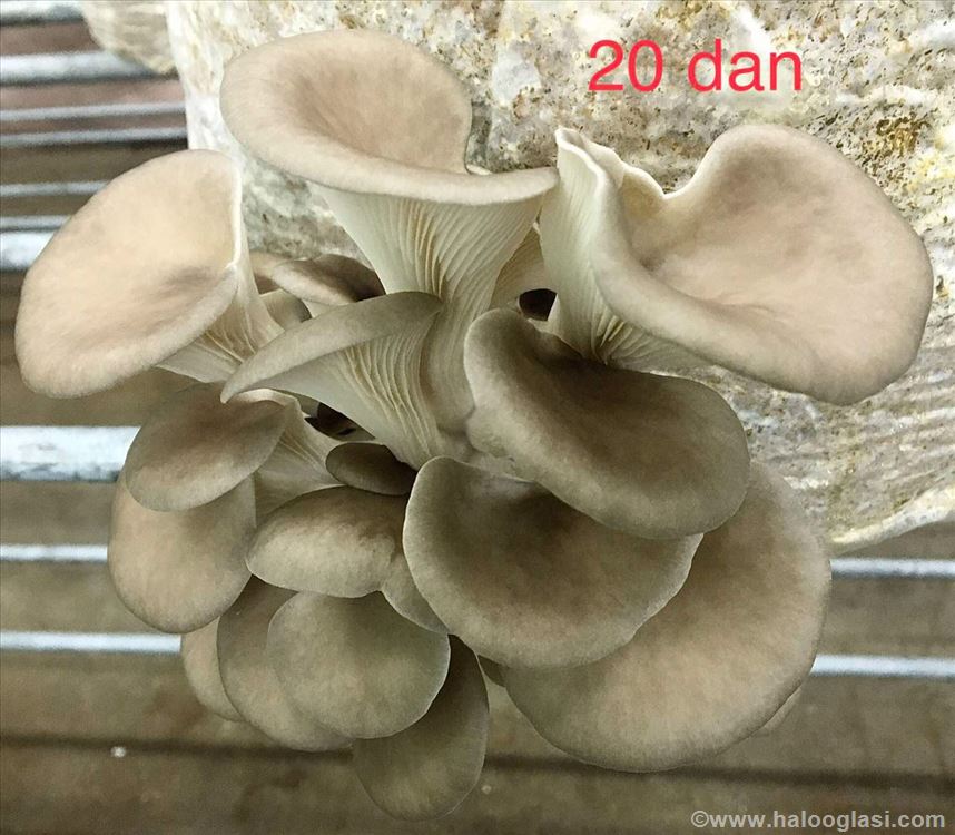 Bukovaca | Halo Oglasi