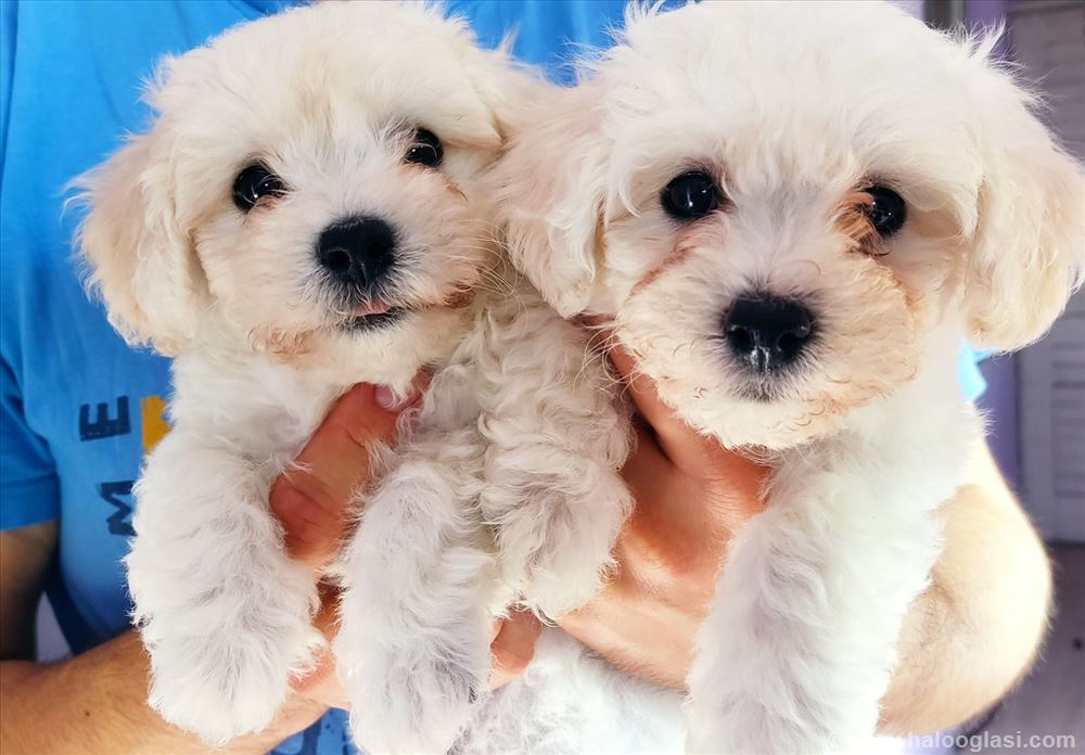 Kovrdžavi bišon, štene | Halo Oglasi