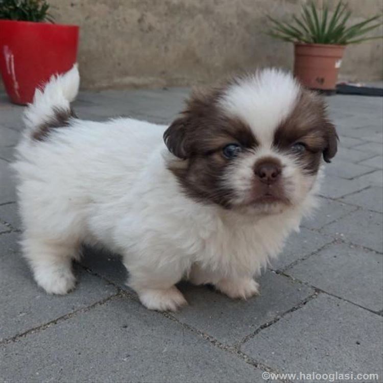 Kraljevski Pekinezer kucici na prodaju | Halo Oglasi