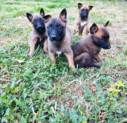 Prodaja pasa i psi na poklon Malinoa, Belgijski ovčar | Halo oglasi