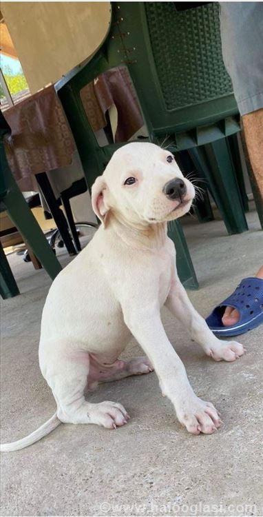 Argentinski pas, štene | Halo Oglasi