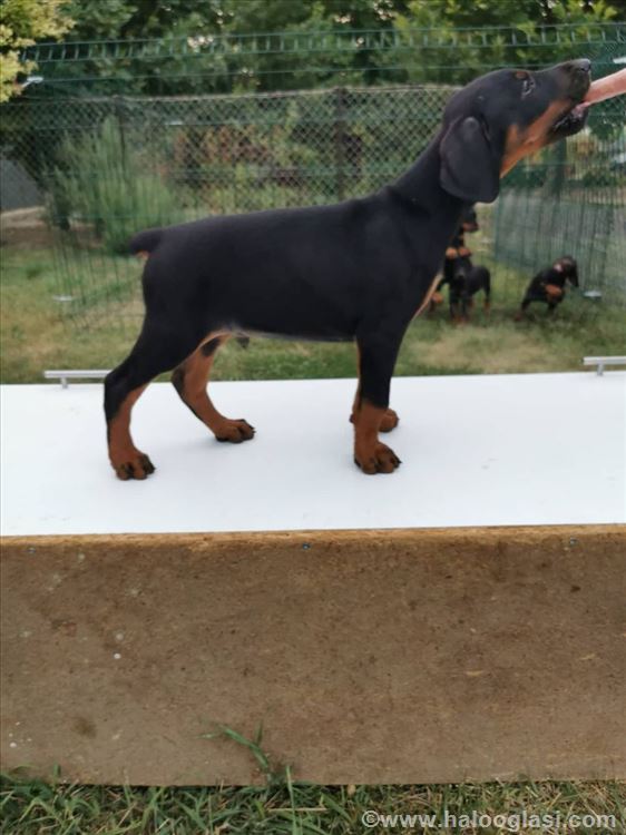 Doberman , štene | Halo Oglasi