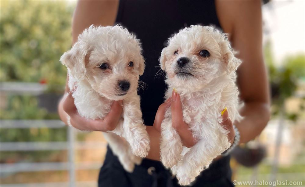 Kovrdžavi bišon, štene | Halo Oglasi