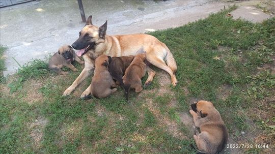 Prodaja pasa i psi na poklon Malinoa, Belgijski ovčar | Halo oglasi