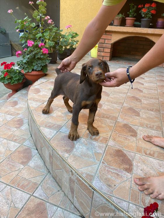 Doberman , štene | Halo Oglasi