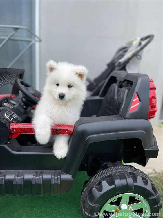 Samojed, štene medvedasti tip 2dečak i devojčica | Halo Oglasi
