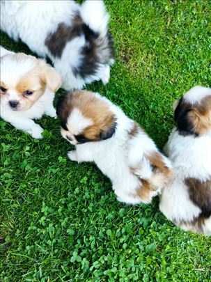 Prodaja pasa i psi na poklon Pekinezer | Halo oglasi