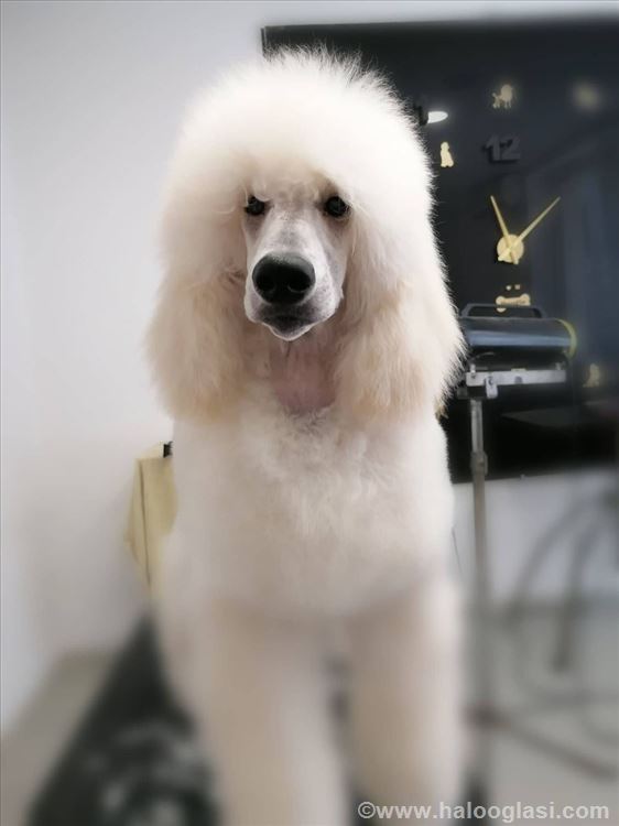 Velika Pudla | Halo Oglasi