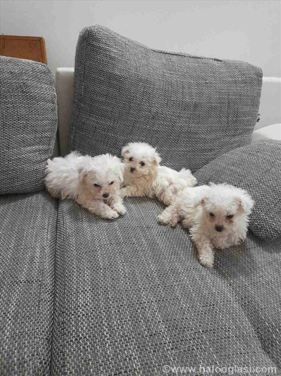 Kovrdžavi bišon, štene | Halo Oglasi