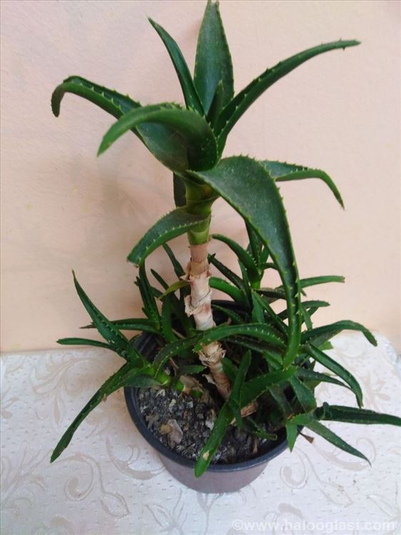 Aloja kaktus | Halo Oglasi