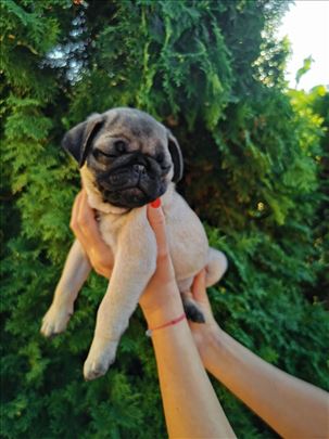 Prodaja pasa i psi na poklon Mops | Halo oglasi