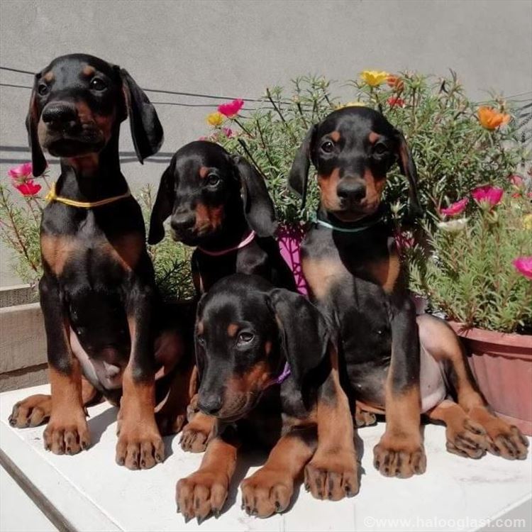 Doberman , štene | Halo Oglasi