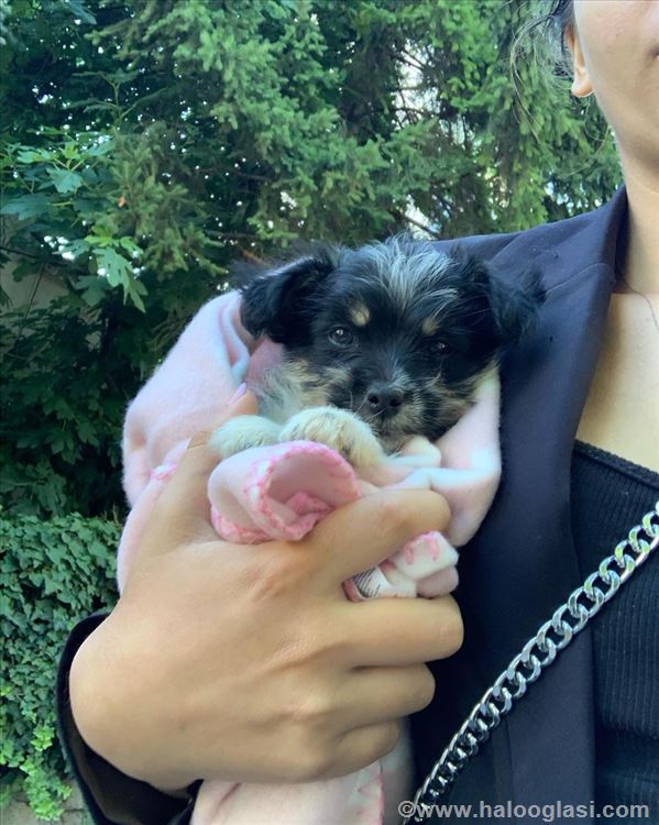 Havanski bišon, štene | Halo Oglasi