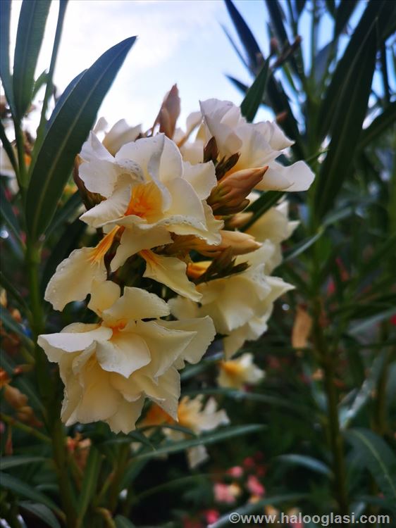 Lijander 10 različitih boja | Halo Oglasi