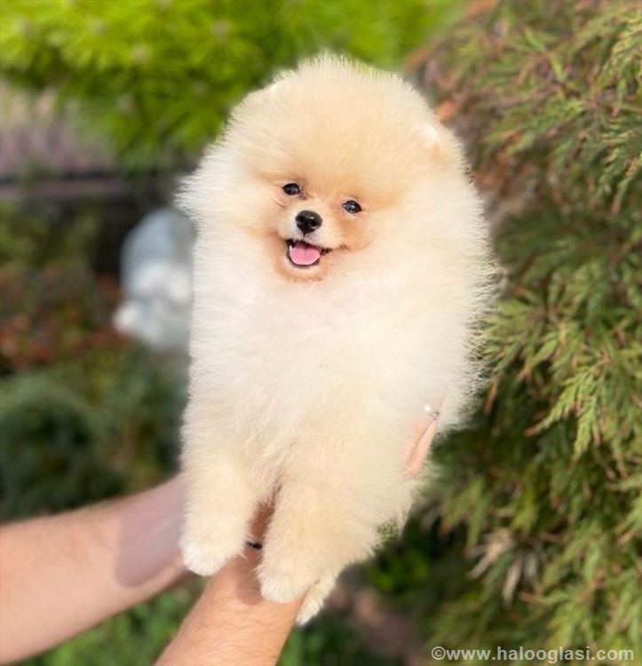 Pomeranac Boo | Halo Oglasi