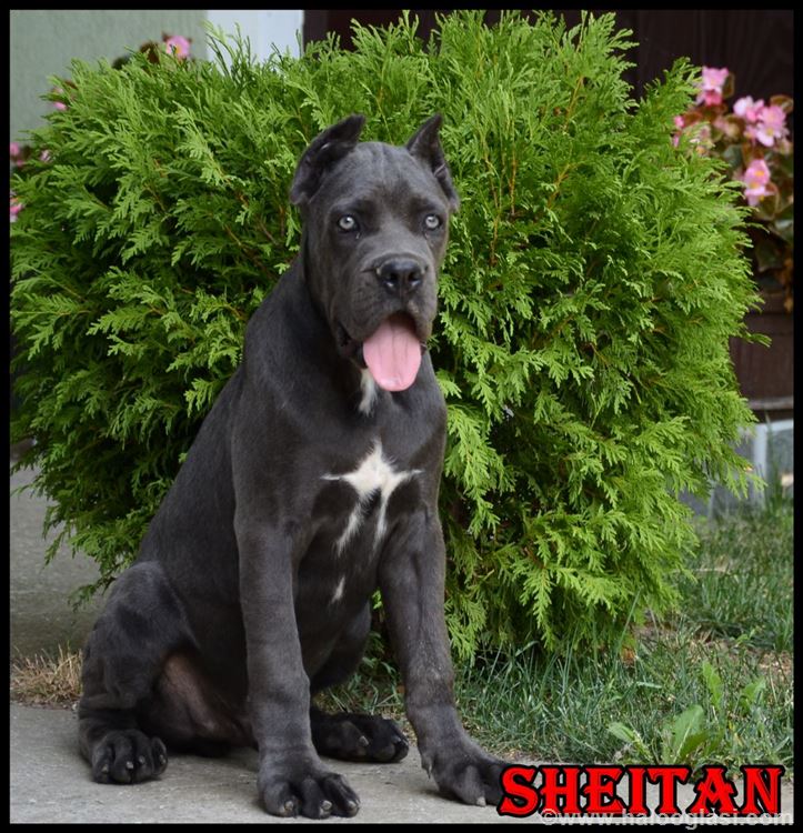 Cane corso musko stene | Halo Oglasi