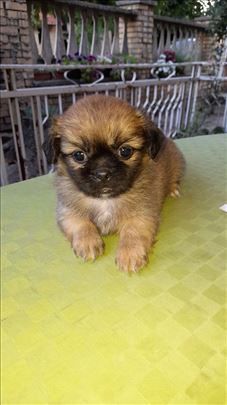 Prodaja pasa i psi na poklon Pekinezer | Halo oglasi