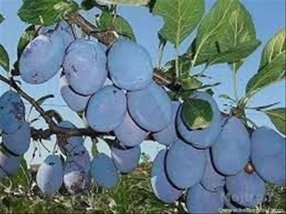 Sljive Stenlej i Cacanska rodna | Halo Oglasi