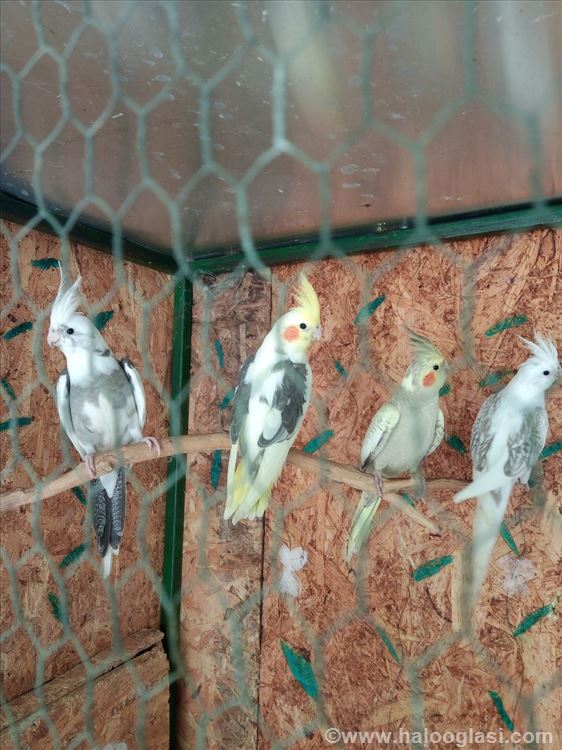 Prodajem mlade nimfe ovogodišnje | Halo Oglasi