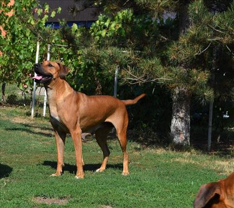 Prodaja pasa i psi na poklon Rodezijski ridžbek | Halo oglasi