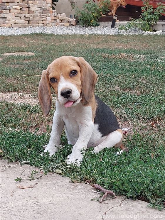 Bigl, štene | Halo Oglasi