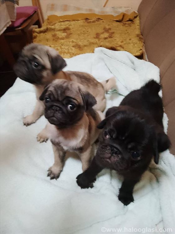 Mops, odrastao pas | Halo Oglasi