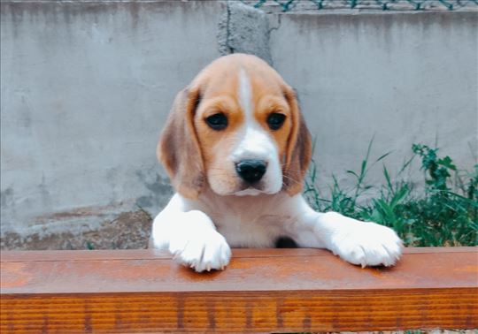 Prodaja pasa i psi na poklon Bigl | Halo oglasi