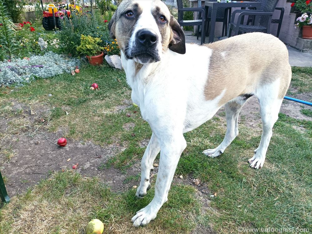 Srednjeazijski ovčar, mlad pas | Halo Oglasi