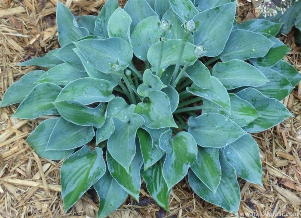 Hosta plava mini | Halo Oglasi