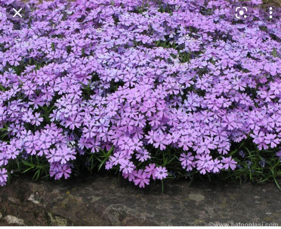 Polegli floks | Halo Oglasi