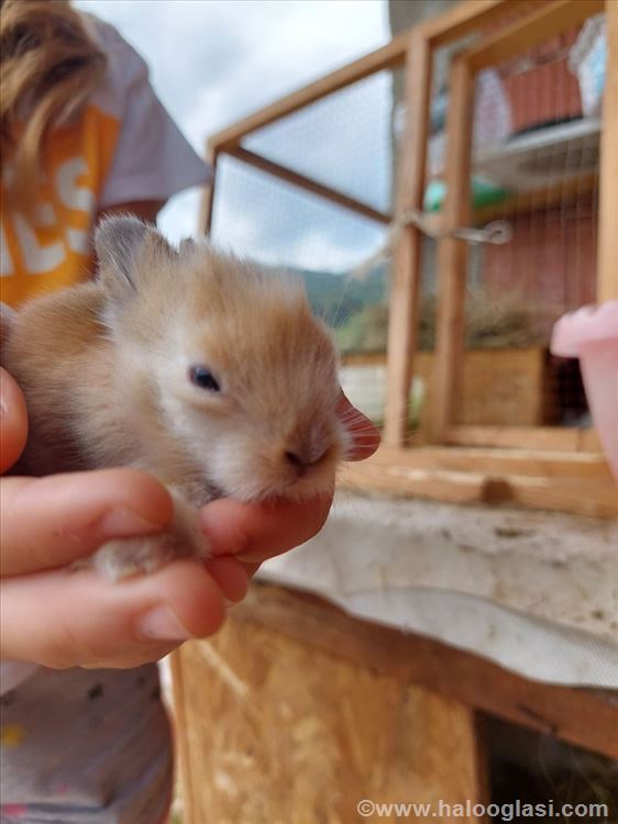 Zečići patuljasta lavlja glava | Halo Oglasi