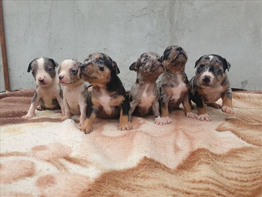 Prodaja pasa i psi na poklon Pit bul terijer | Halo oglasi