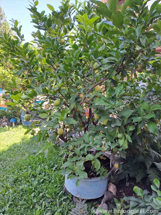 Drvece limuna | Halo Oglasi