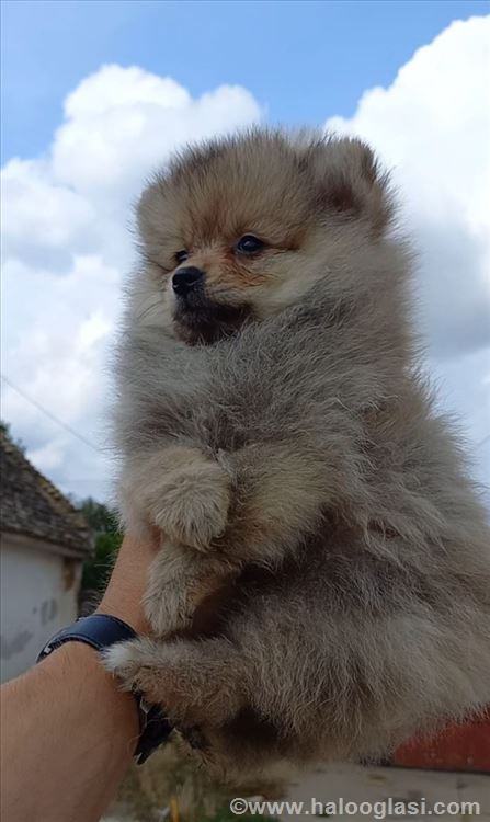 Pomeranac Boo | Halo Oglasi