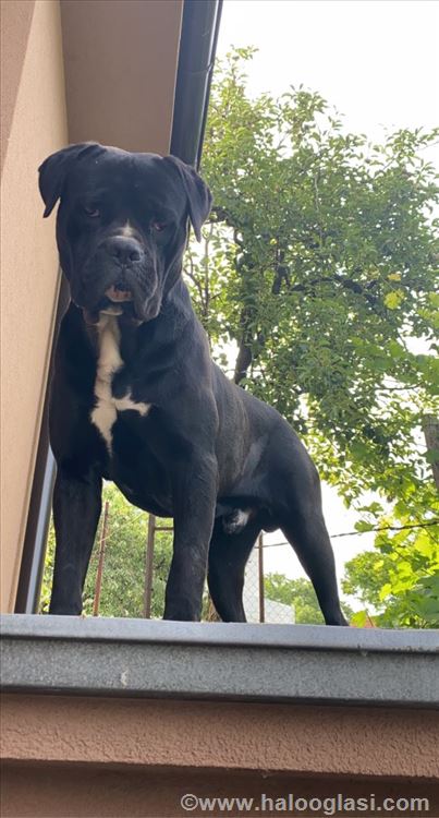 Kane korso, mlad pas | Halo Oglasi