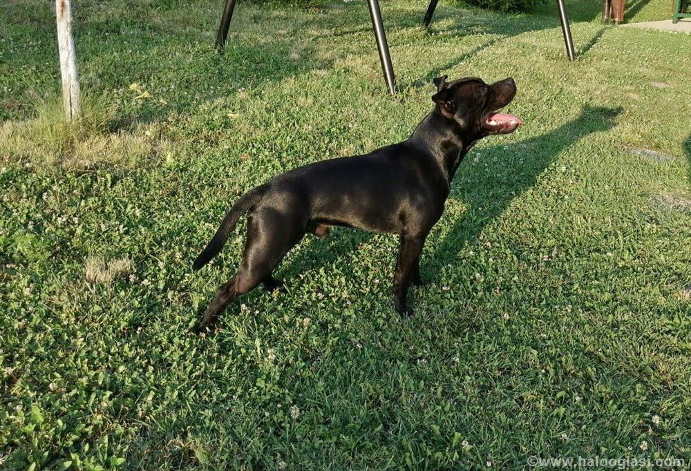 Stafordski bul terijer , odrastao pas | Halo Oglasi