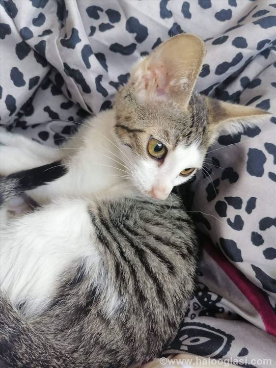 Neobicna maca Magdalena trazi dom | Halo Oglasi