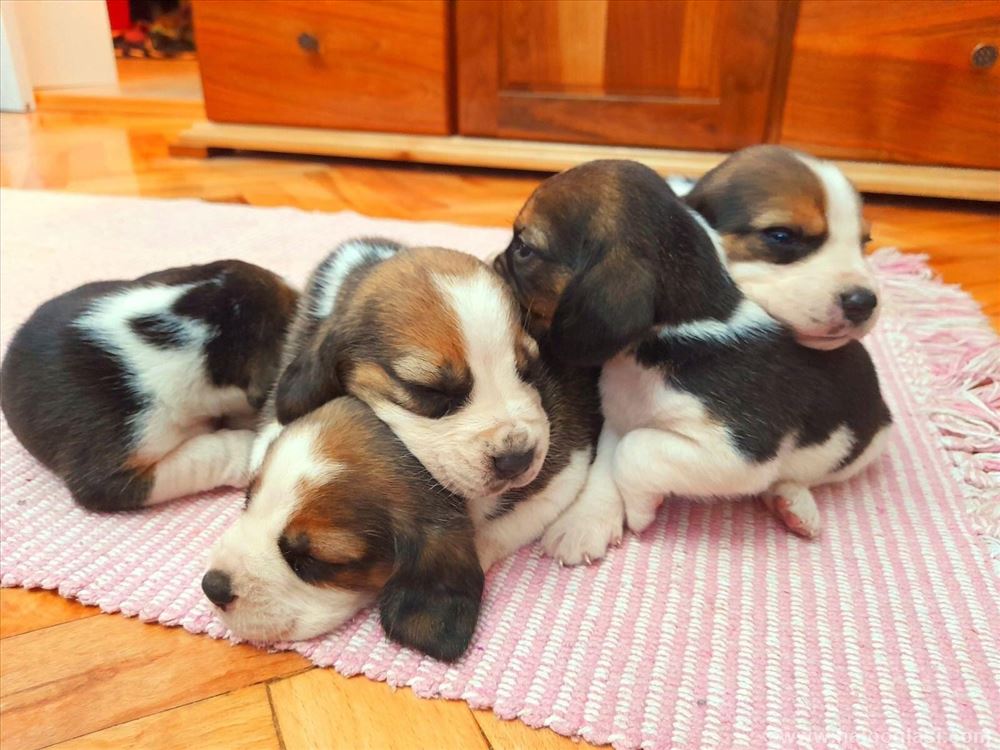 Bigl, štene | Halo Oglasi