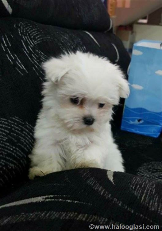 Maltezer , štene | Halo Oglasi