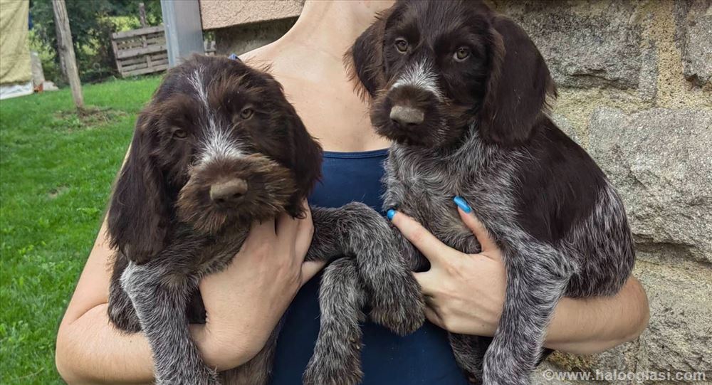 Nemački oštrodlaki ptičar, štene | Halo Oglasi