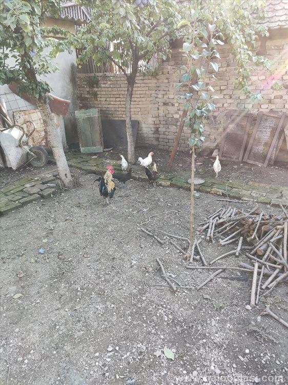 Ukrasne koke | Halo Oglasi