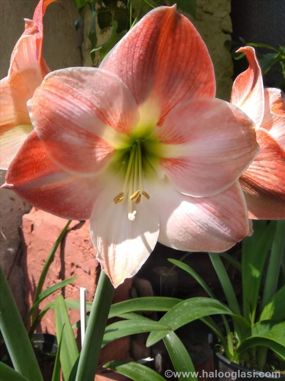 Amarilis | Halo Oglasi