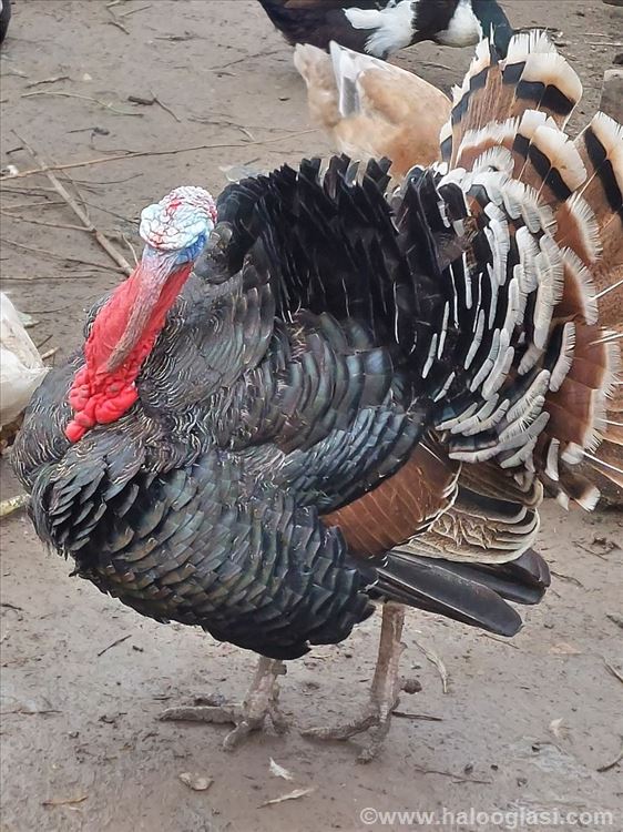 Domace curke AKCIJA | Halo Oglasi