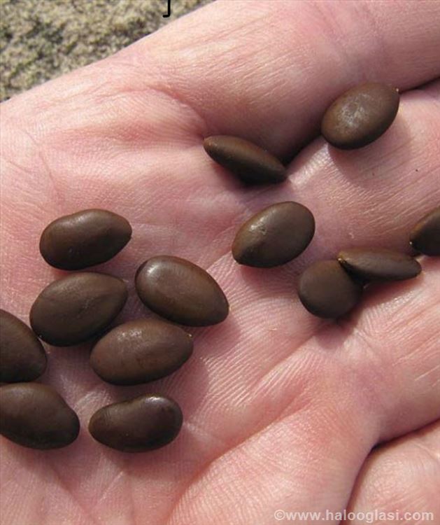 Judino drvo seme | Halo Oglasi