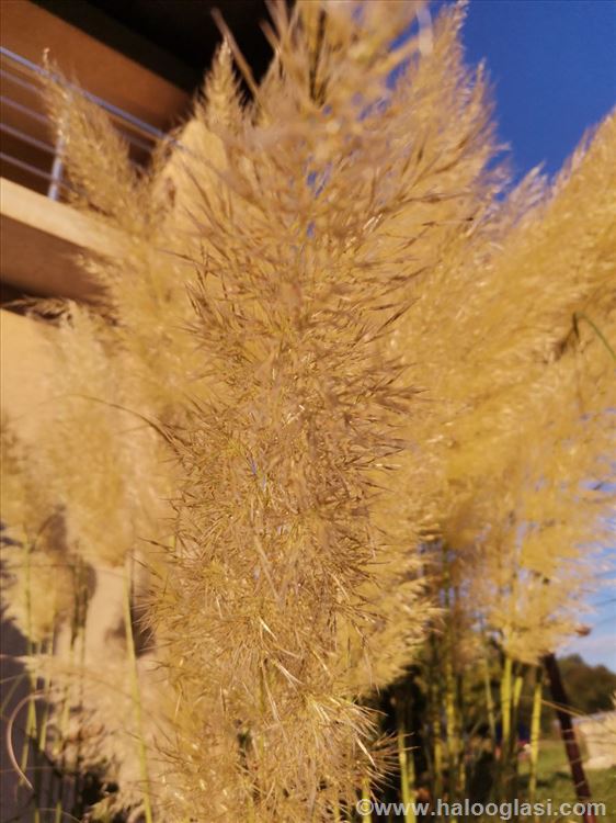 Pampas - ukrasno cveće | Halo Oglasi