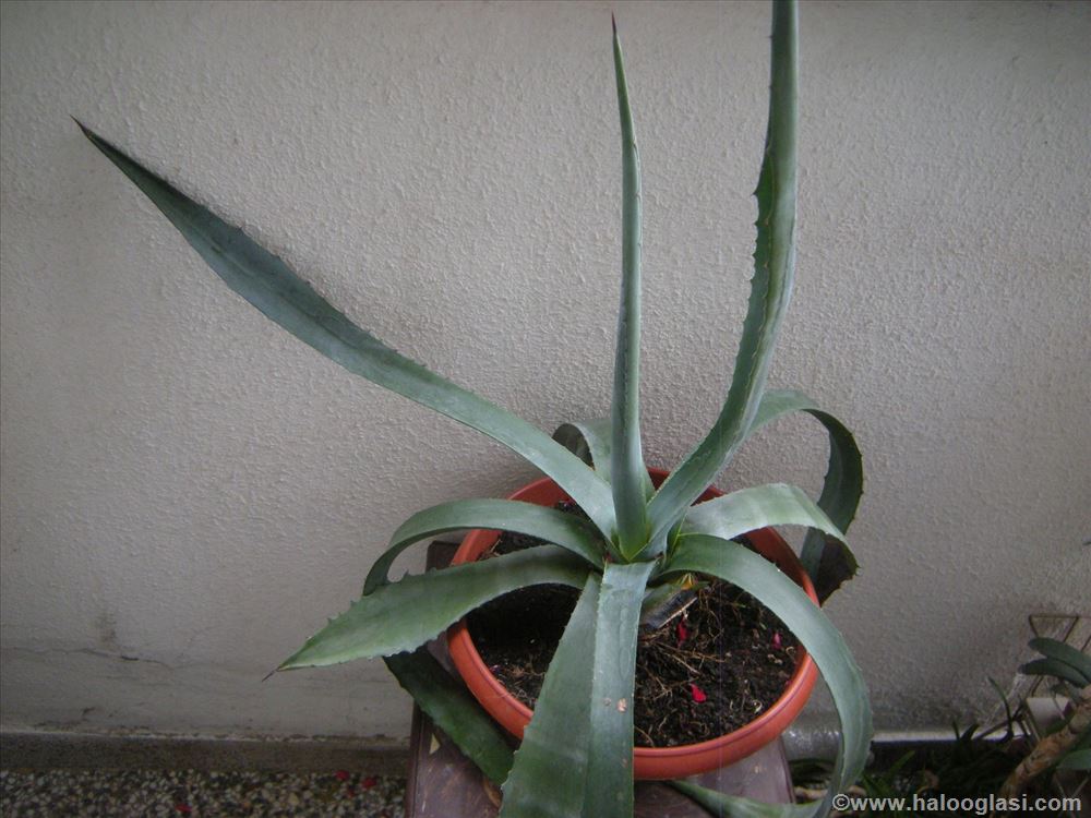 Agava u saksiji | Halo Oglasi